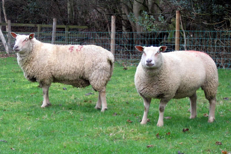 Edstaston Charollais Sheep - Top Quality Recorded Charollais Rams for ...