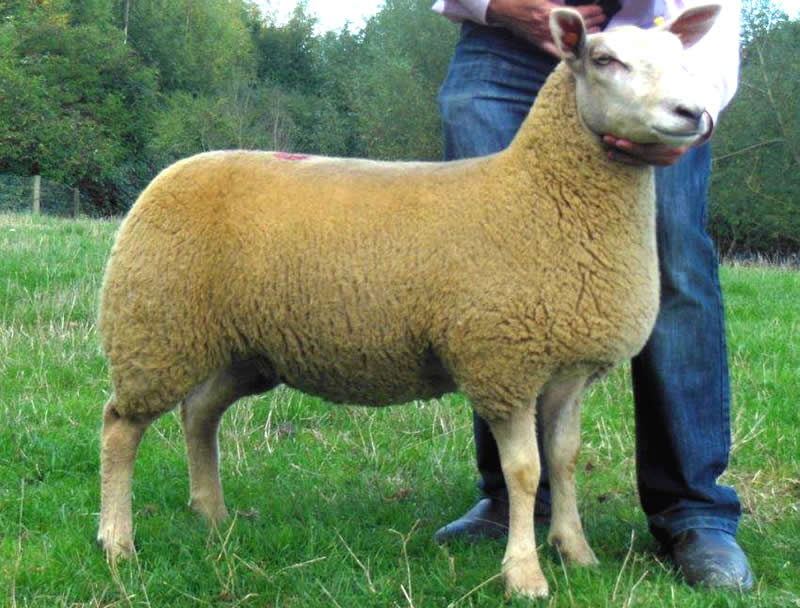 Edstaston Charollais Sheep - Top Quality Recorded Charollais Rams for ...
